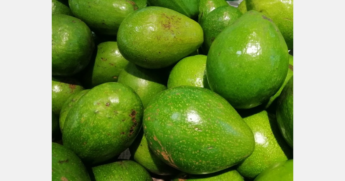 South African avocado farmers eagerly anticipate first exports to Japan