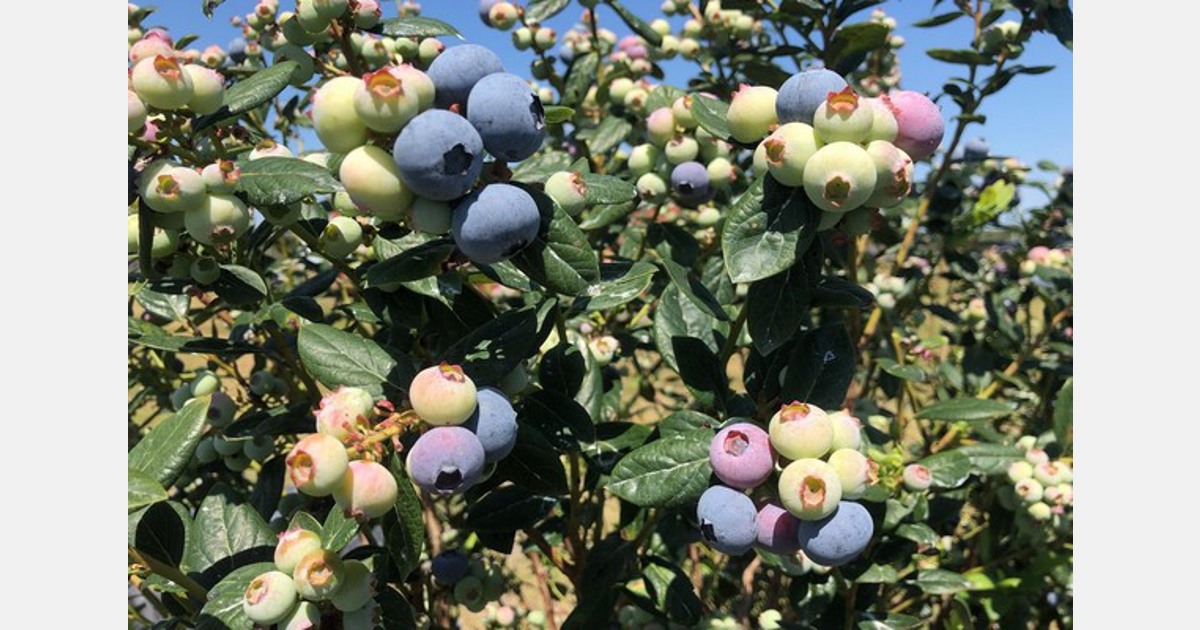 University of Florida unveils two new southern highbush blueberry cultivars