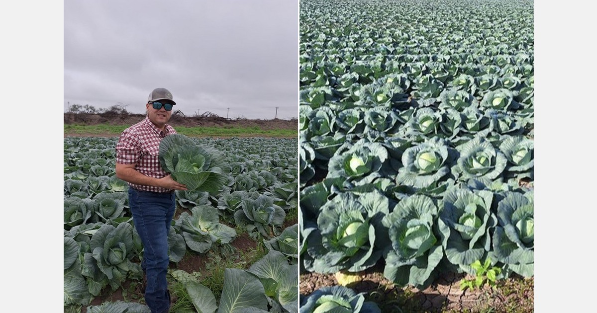 Cabbage movement to pick up in coming weeks