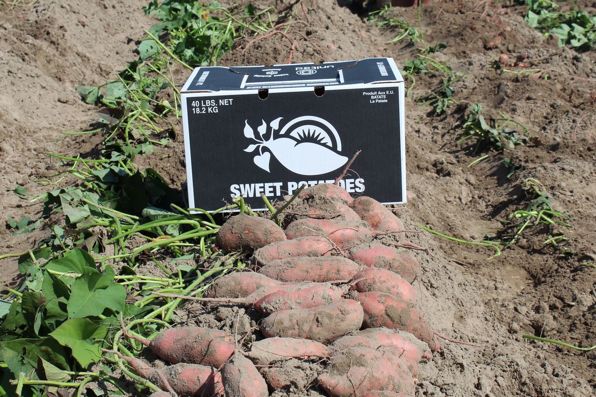 “We have a consistent supply of sweet potatoes”