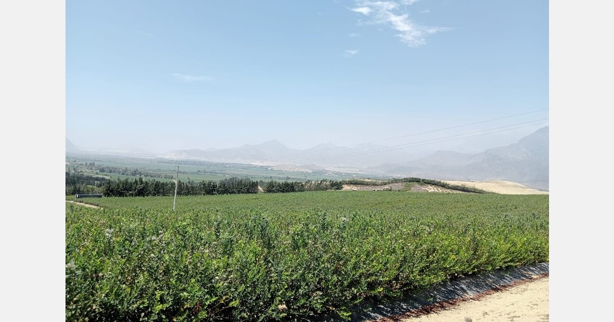 How can Peru’s avocados and blueberries survive El Niño effects?