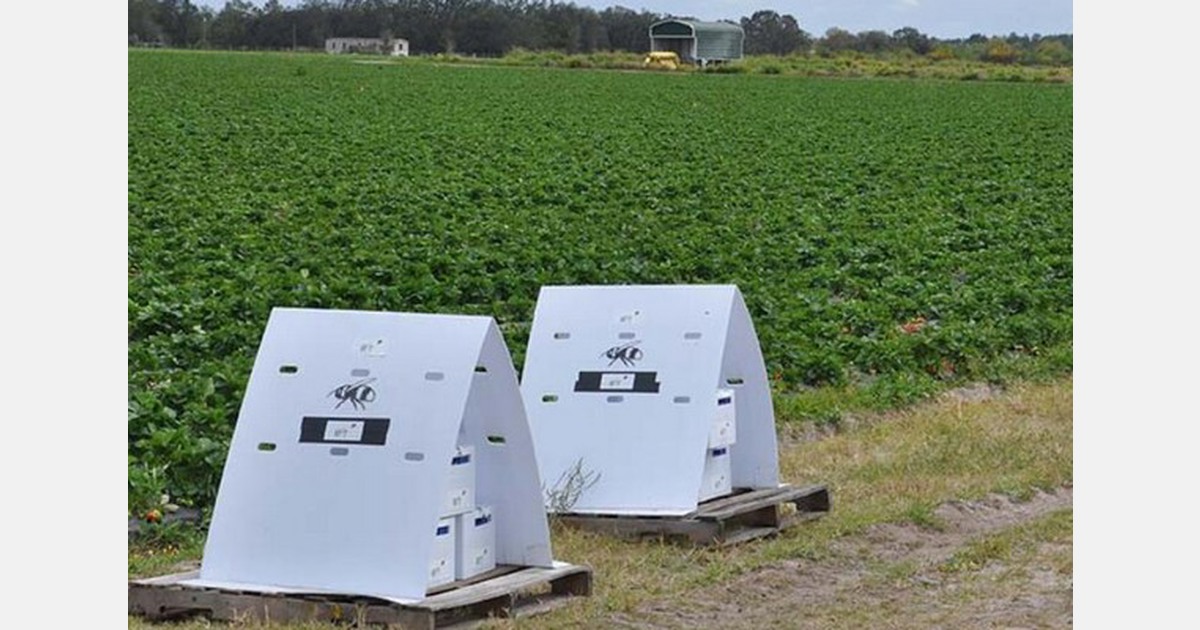 Bee Vectoring Technologies announces South African trials with major ...