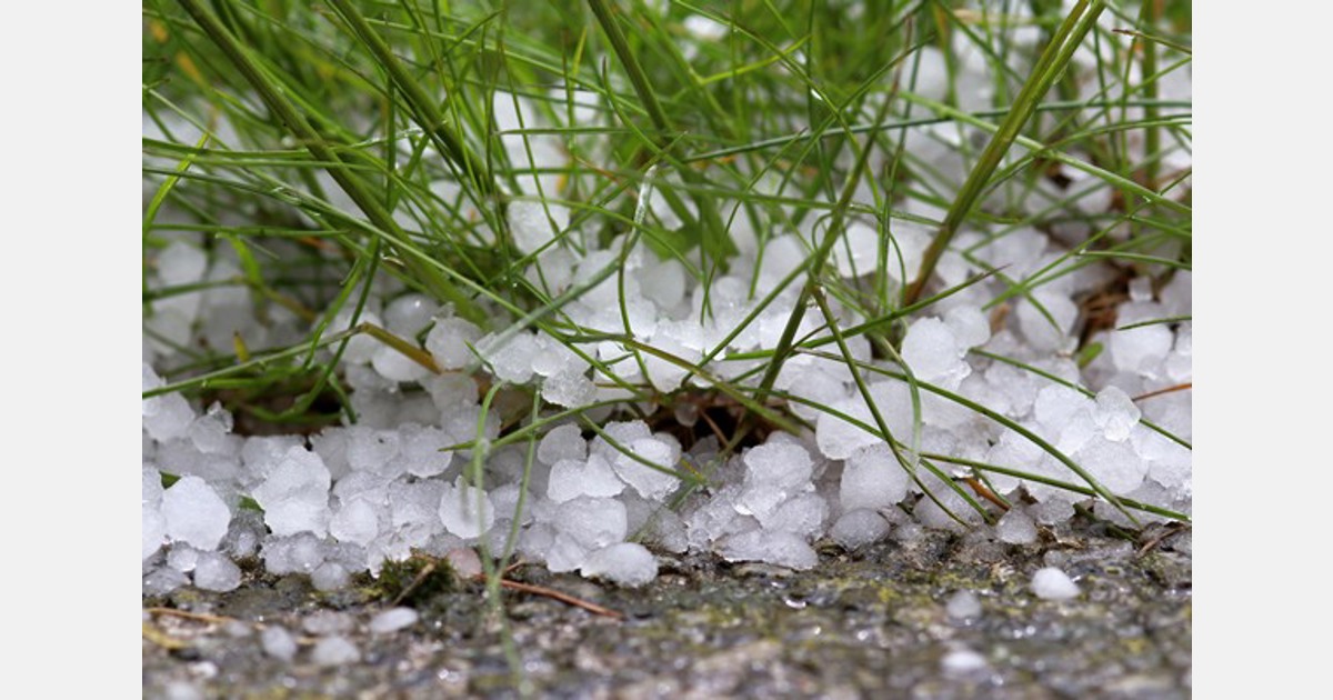 Hail storm inflicts $6 million damage on Canterbury farmers