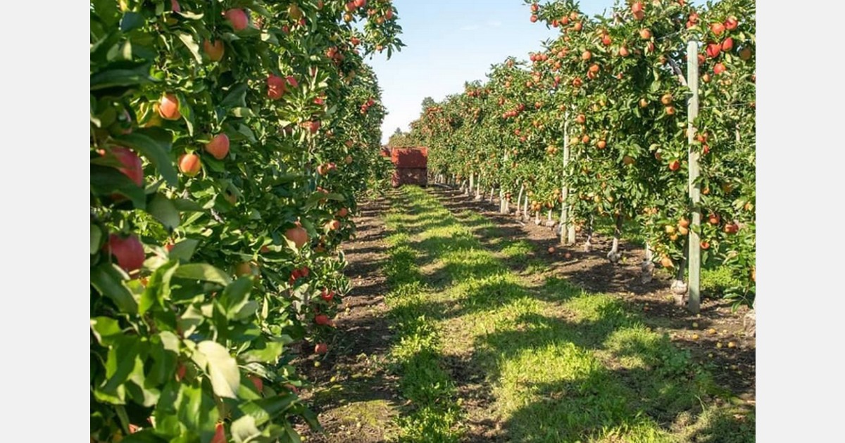British Columbia growers/shippers monitor snow and cold temperatures