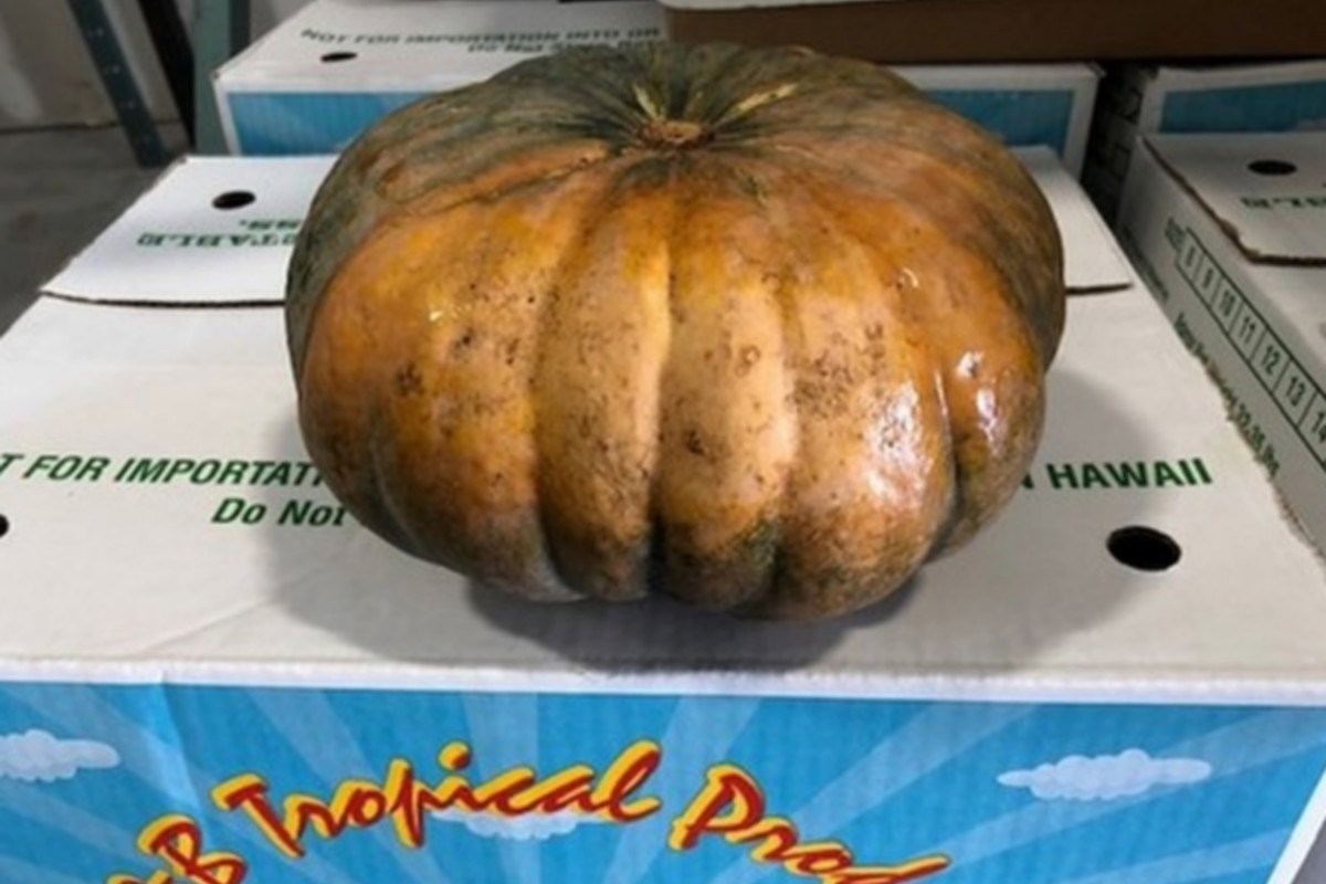 Unusually strong pricing on Costa Rican calabaza