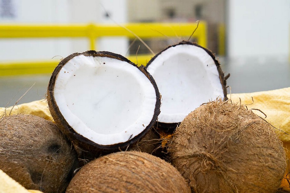New program brings brown South Indian coconuts