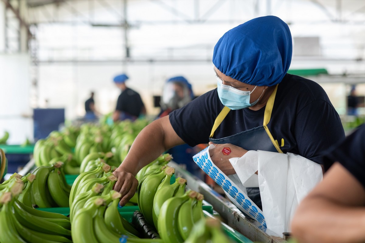 Ecuadorian banana exporter sees 40% sales increase in 2023