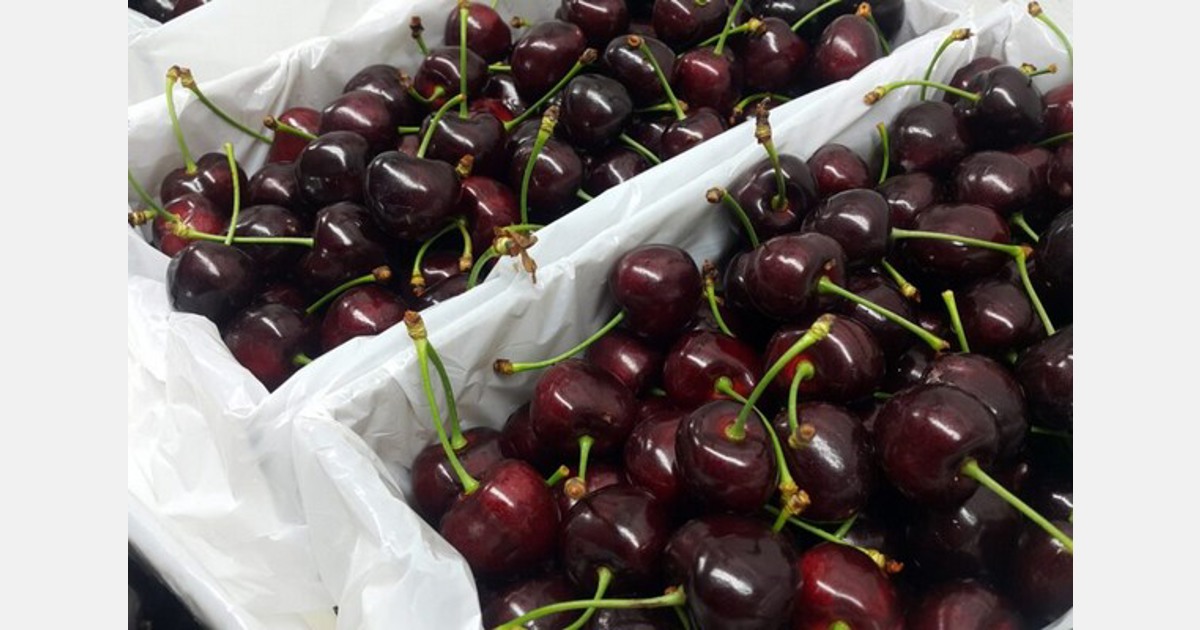 Tianjin Port in China inaugurates direct shipping route for Chilean ...