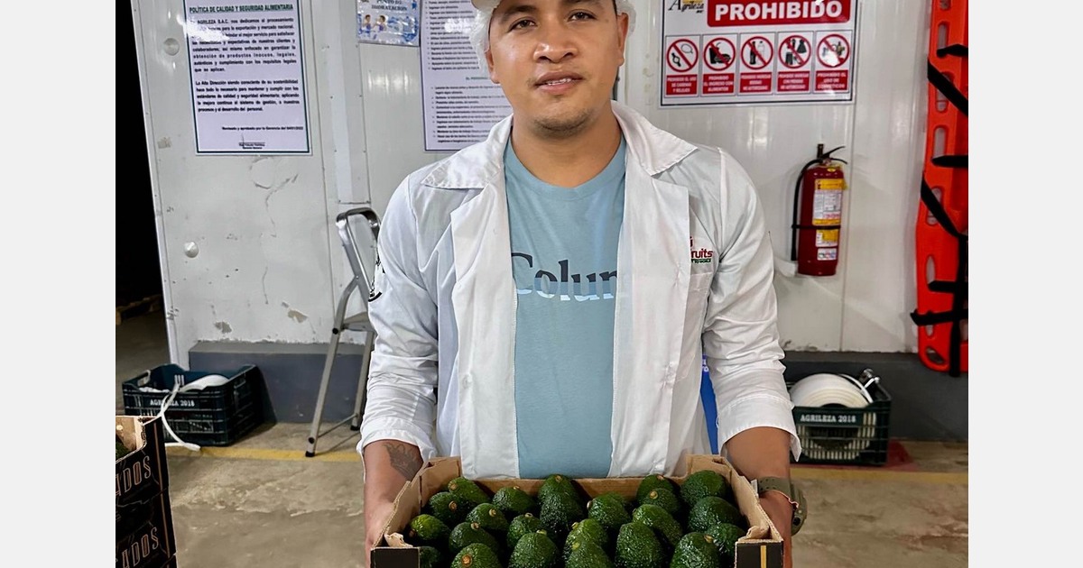 “Peru avocado production 30% less in north but still better than 2023 ...