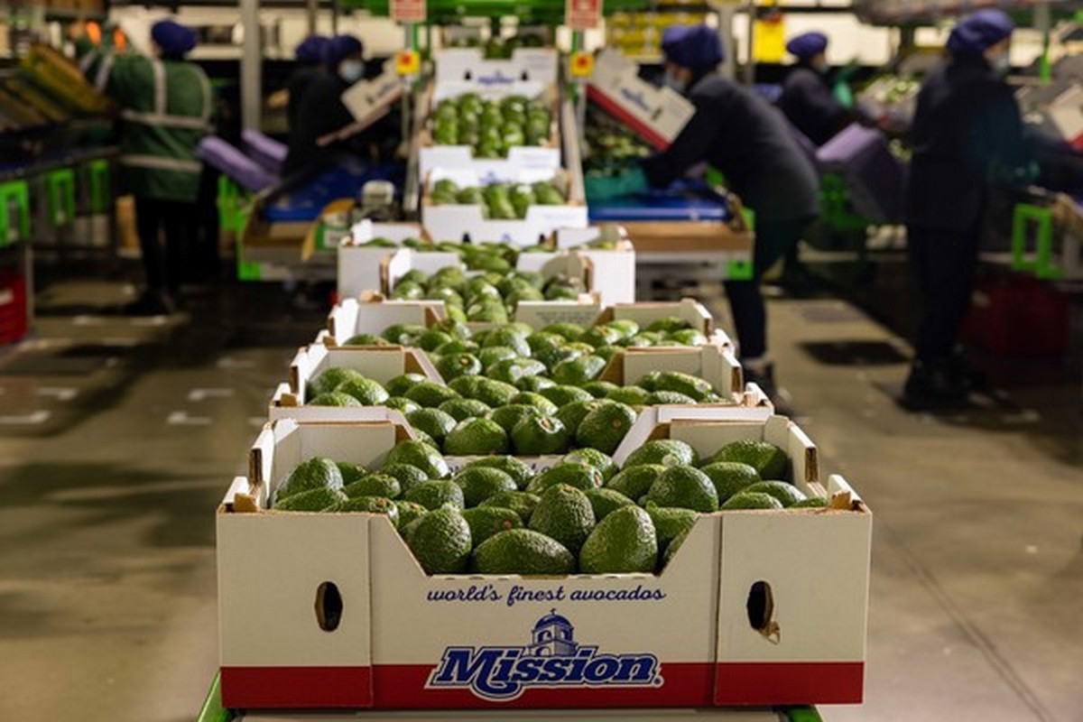 Avocado sales pick up in January