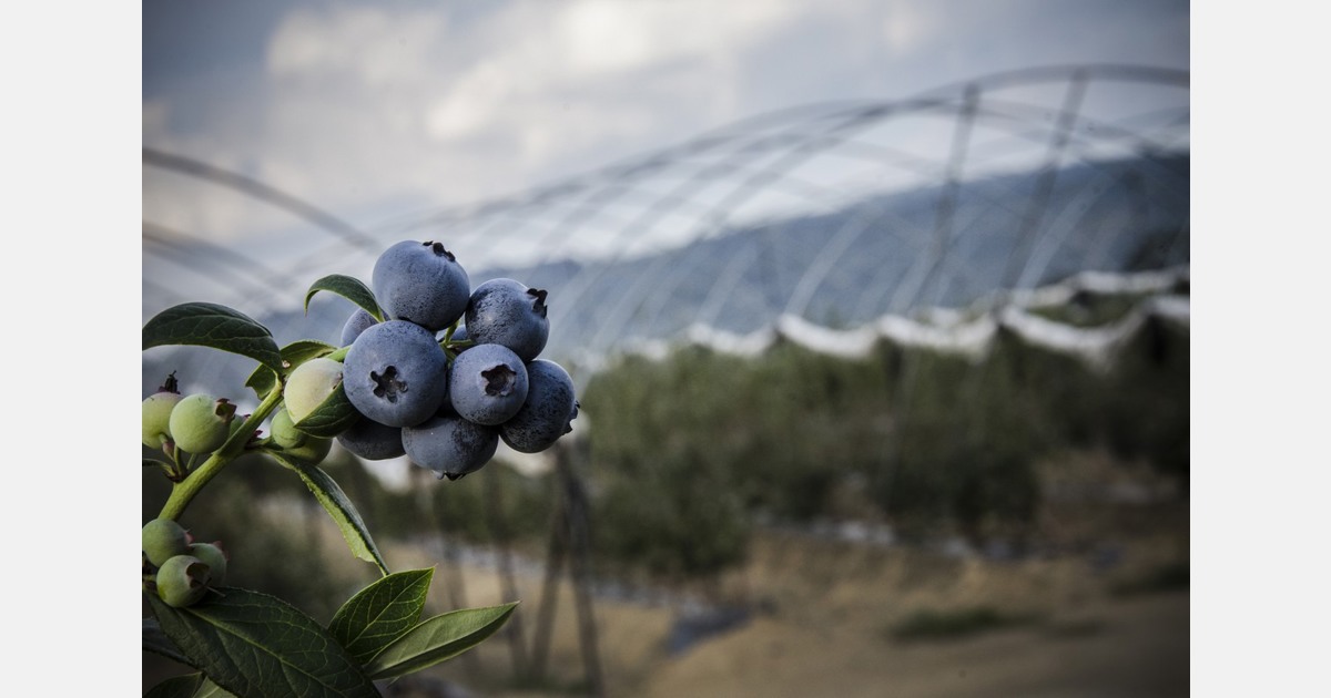February sees greater blueberry volume from South America