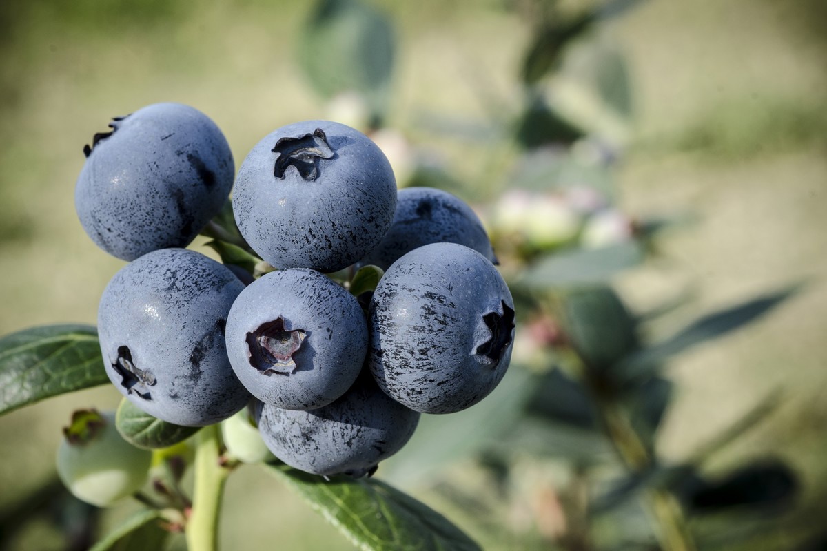 February sees greater blueberry volume from South America