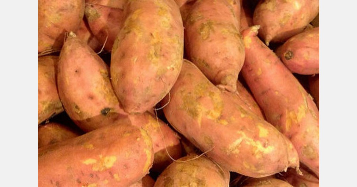 "Promising future for food security in Karamoja with orange-fleshed sweetpotato"