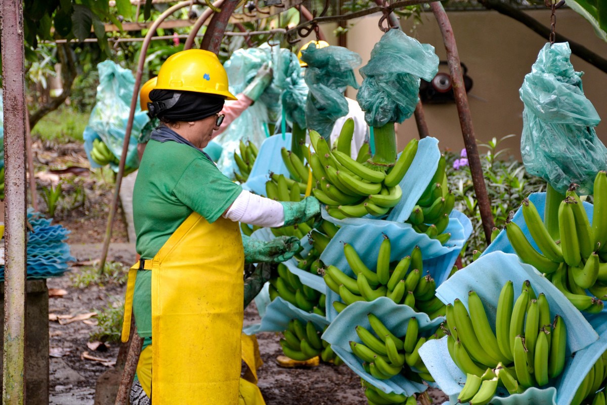 Ecuador exported 15.32 million more boxes of bananas during 2023