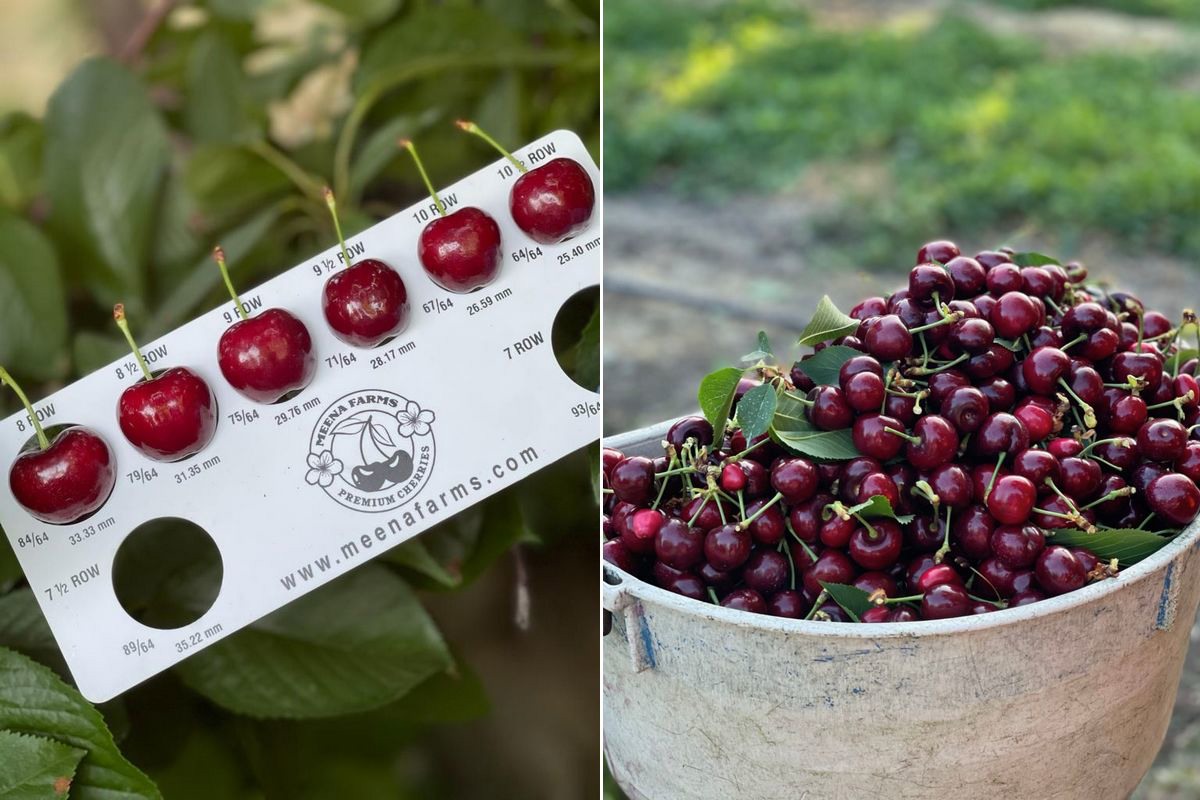 California cherry grower builds packing facility