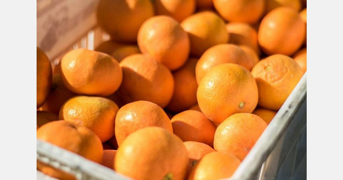 South Africa's ZZ2 and Marais farms embrace nature-inclusive agriculture