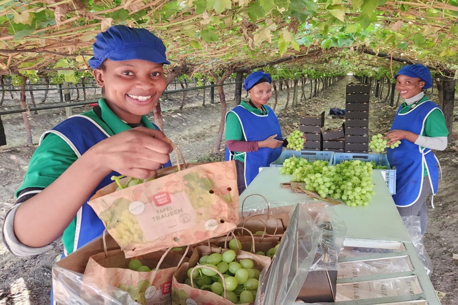 In2fruit Berg River grape farm set up to innovate