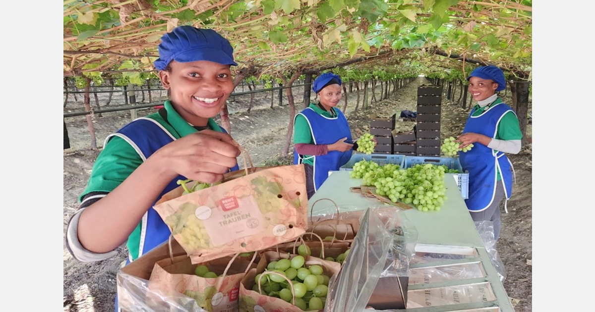 In2fruit Berg River grape farm set up to innovate
