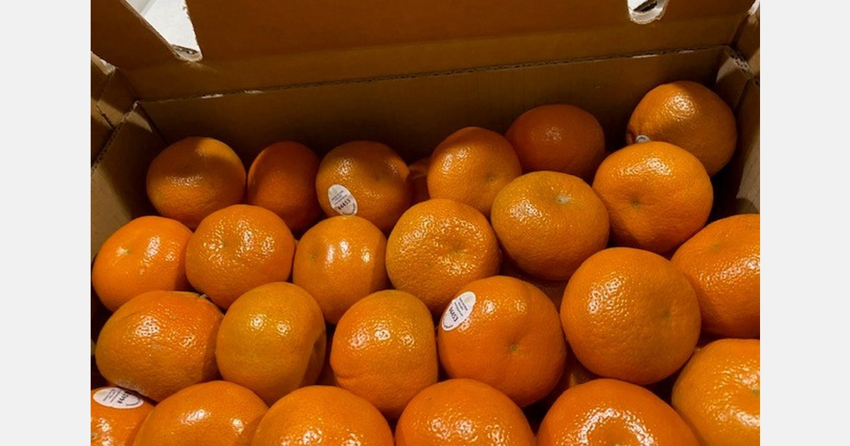 Stronger second half of Moroccan mandarin season anticipated