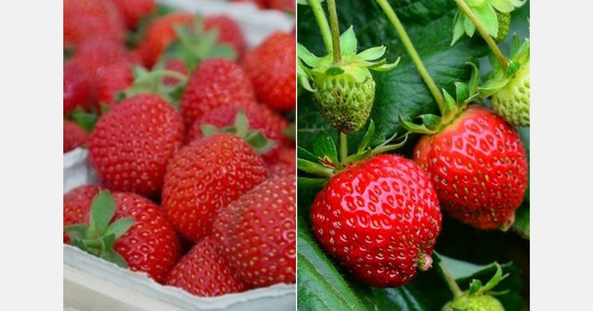 Bountiful strawberry crop predicted this year for California