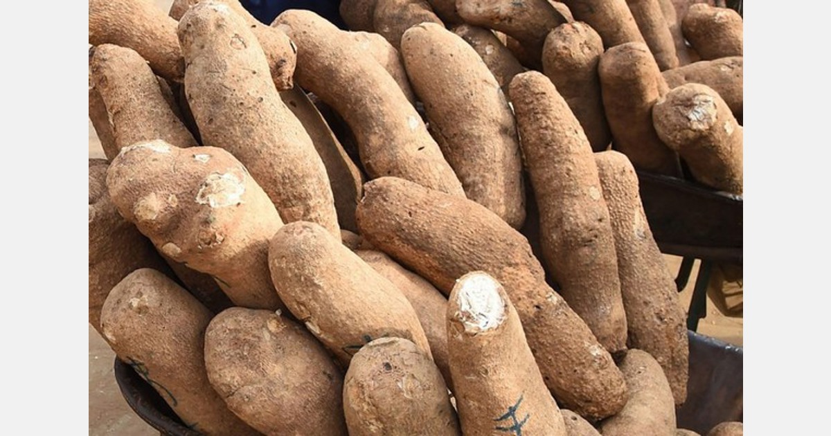 New high-yield yam variety released in Nigeria