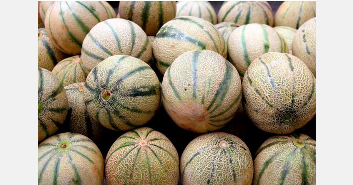 Chinhoyi University of Technology targets Dubai with 30-ton rock melon ...