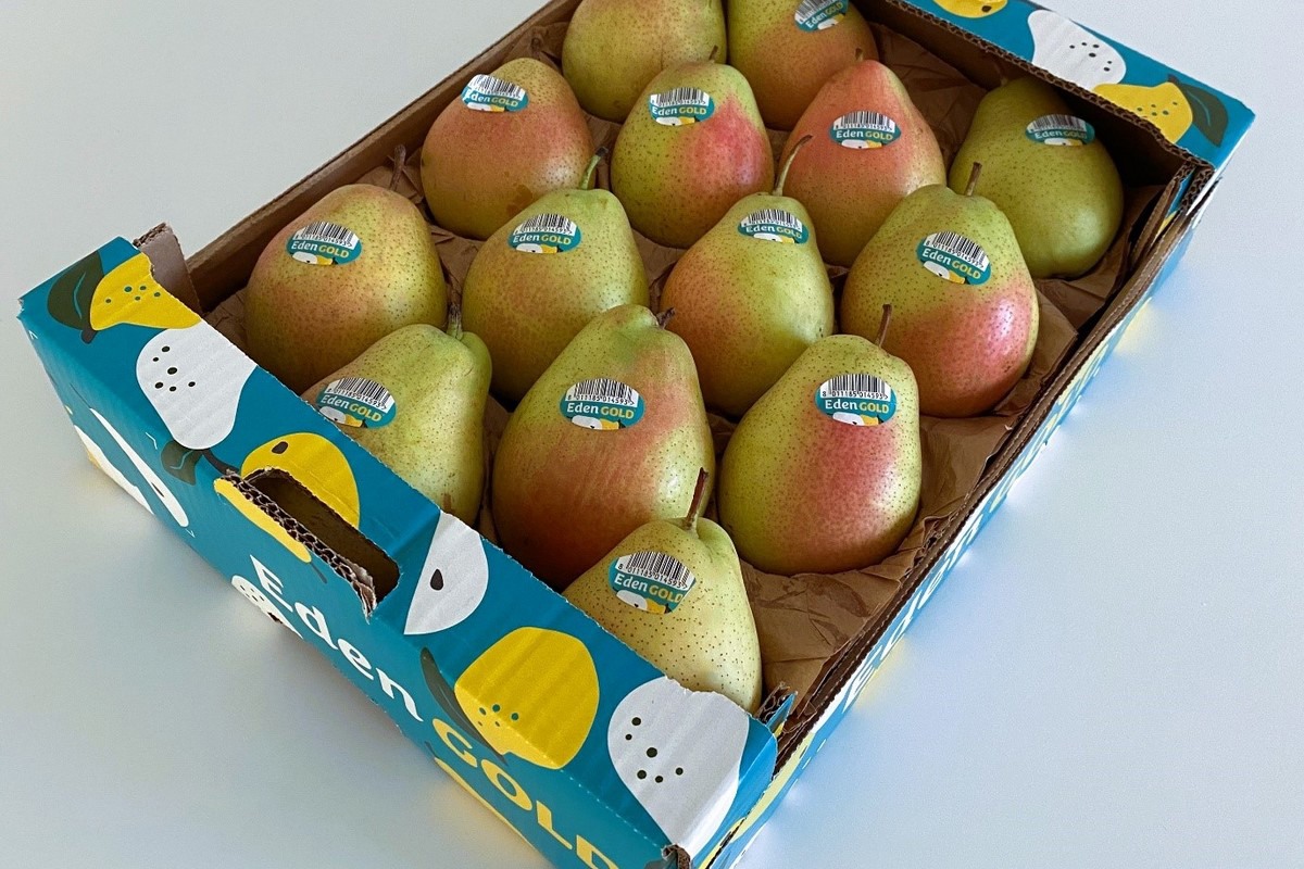 “New Eden Gold pears harvested during August in Israel, France, Italy and Greece to be tasted in ...