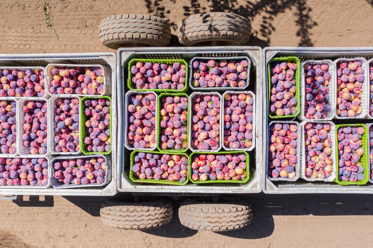 Chilean stone fruit exports expected to increase by 15 percent this season