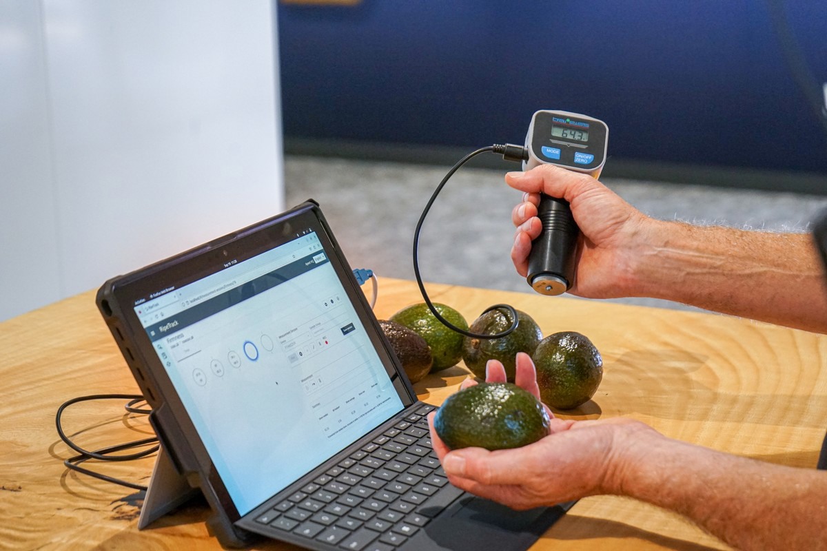 Avocado ripeness testing method launched for markets in Europe, Middle ...