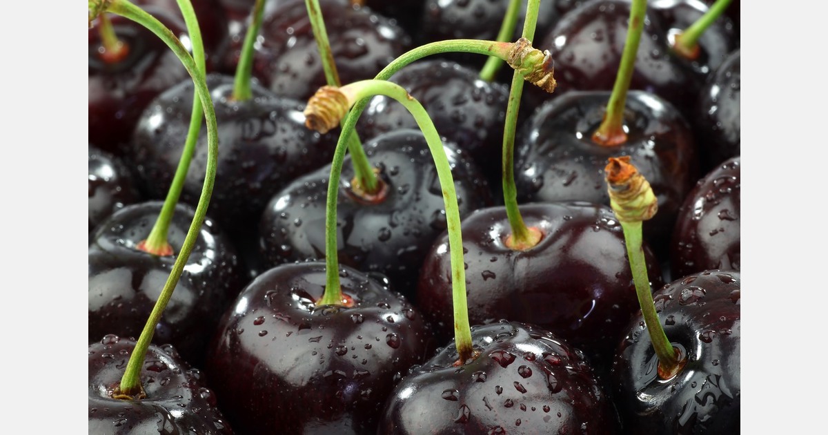 Pacific Northwest cherry season in the US: High quality but high ...