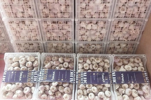Egyptian garlic season begins