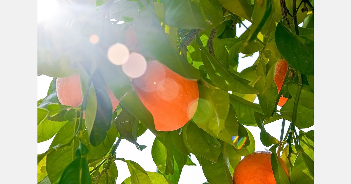 Florida's citrus industry explores economic viability of cover crops