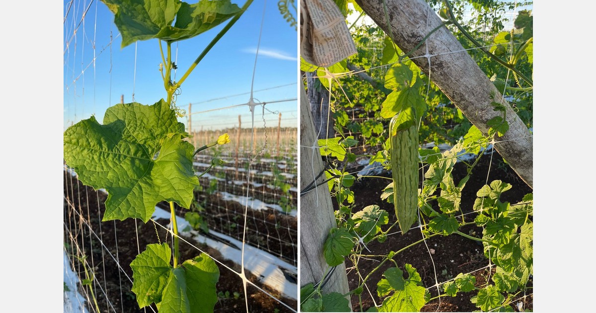 Asian vegetable demand picks up ahead of Lunar New Year