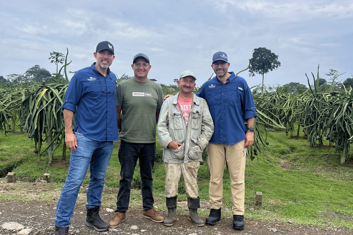 Ecuador dragon fruit quickly building up to peak volumes