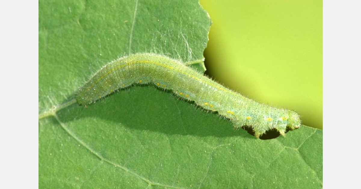 "Victorian crops under siege by white cabbage moth invasion"
