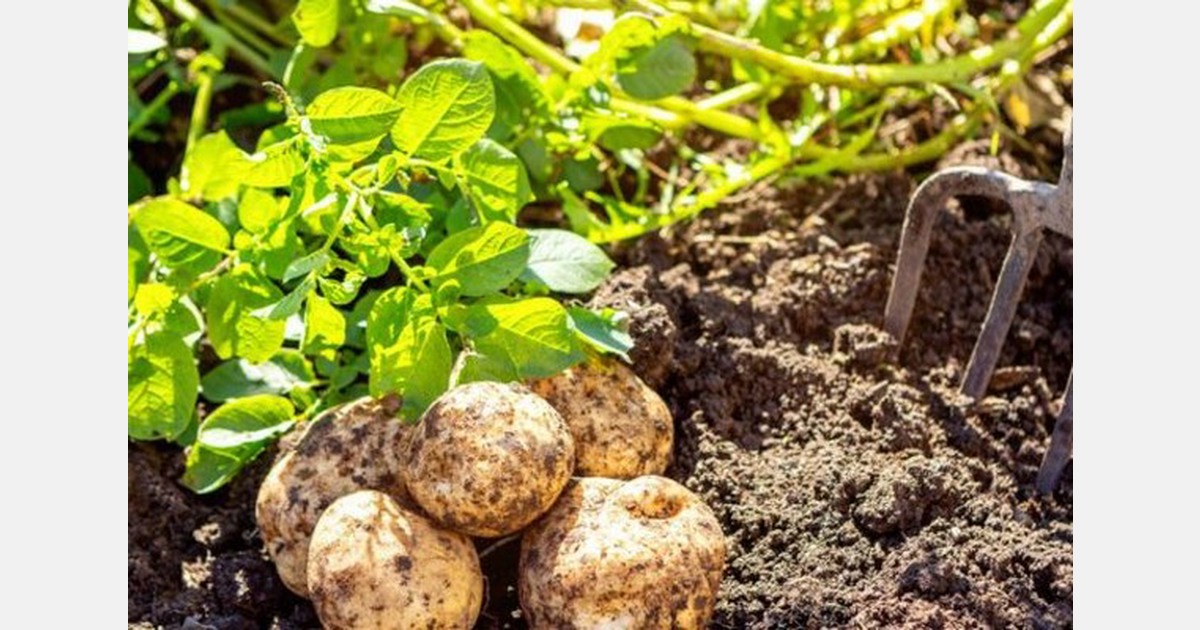 Potatoes SA Transformation Symposium strives to inspire change