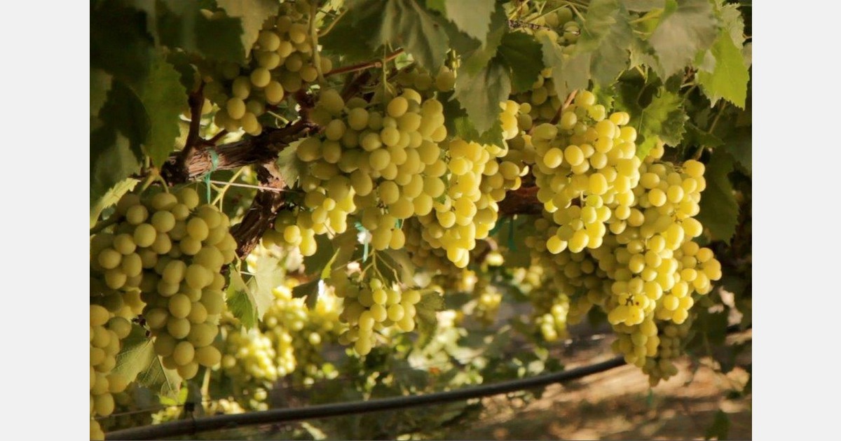 Fruit breeder licenses protected plant varieties to Chinese growers