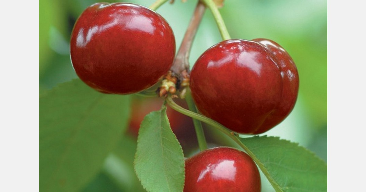 Chilean cherry season coming to a close