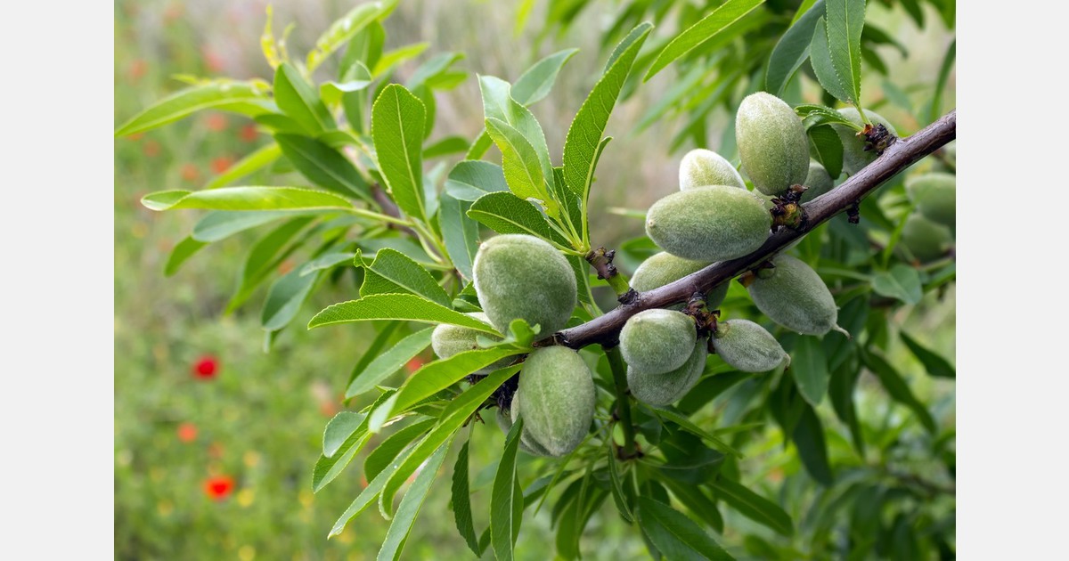 Almond prices rebound anticipated in the US and Australia
