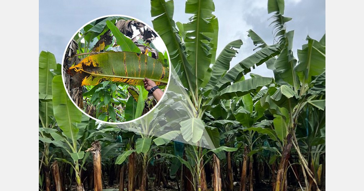 Seipasa receives Seican registration for the control of black sigatoka ...