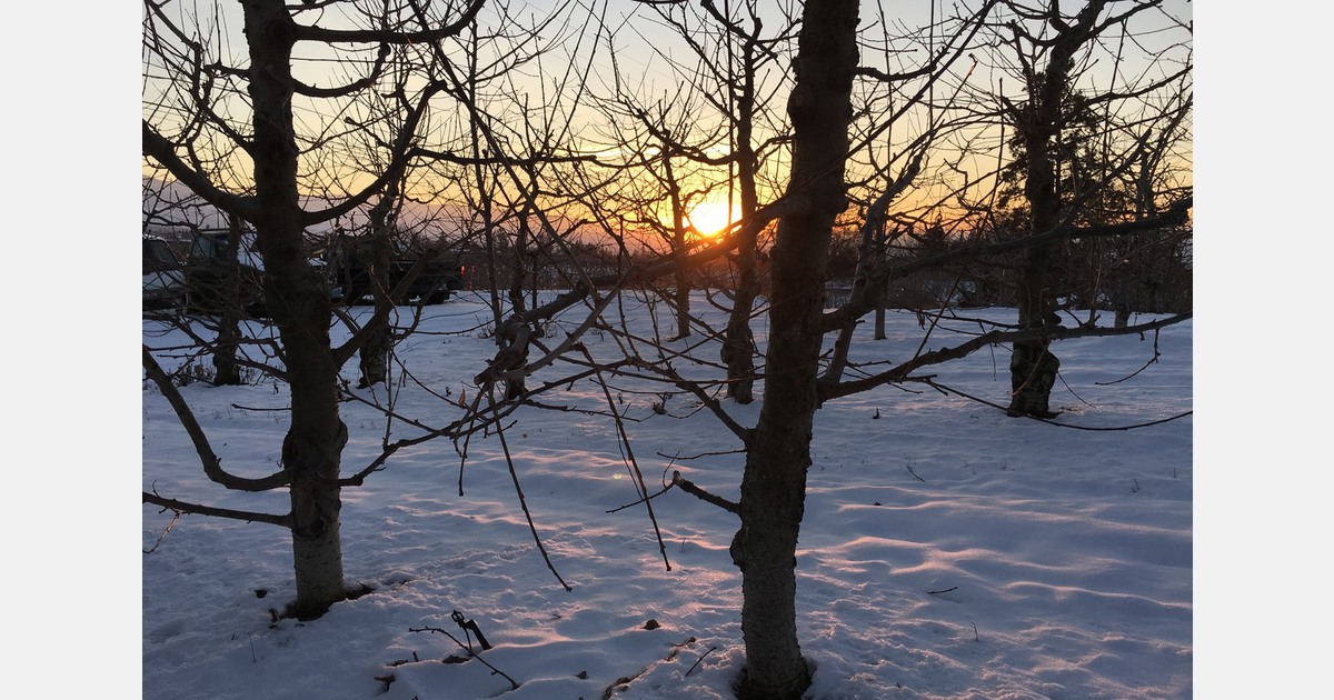 Extreme cold event hits British Columbia cherries