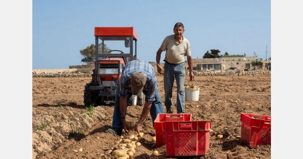 Maltese farmers earn roughly €2,700 less per hectare than Italian ...