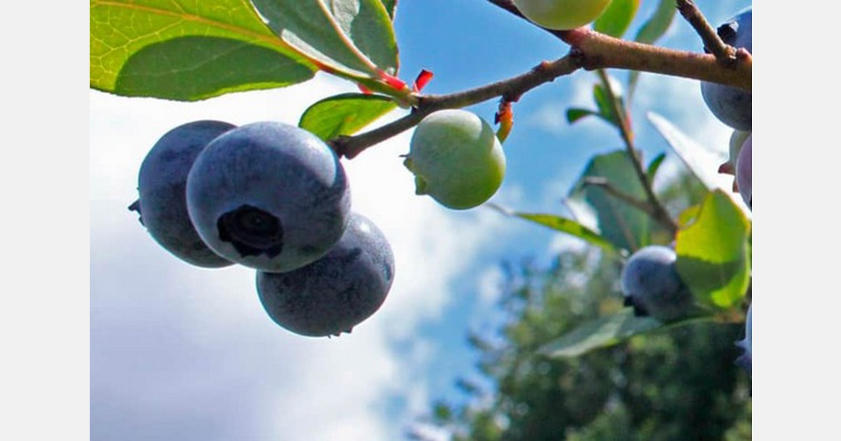 New varieties of blueberries unveiled by onubafruit at Fruit Logística