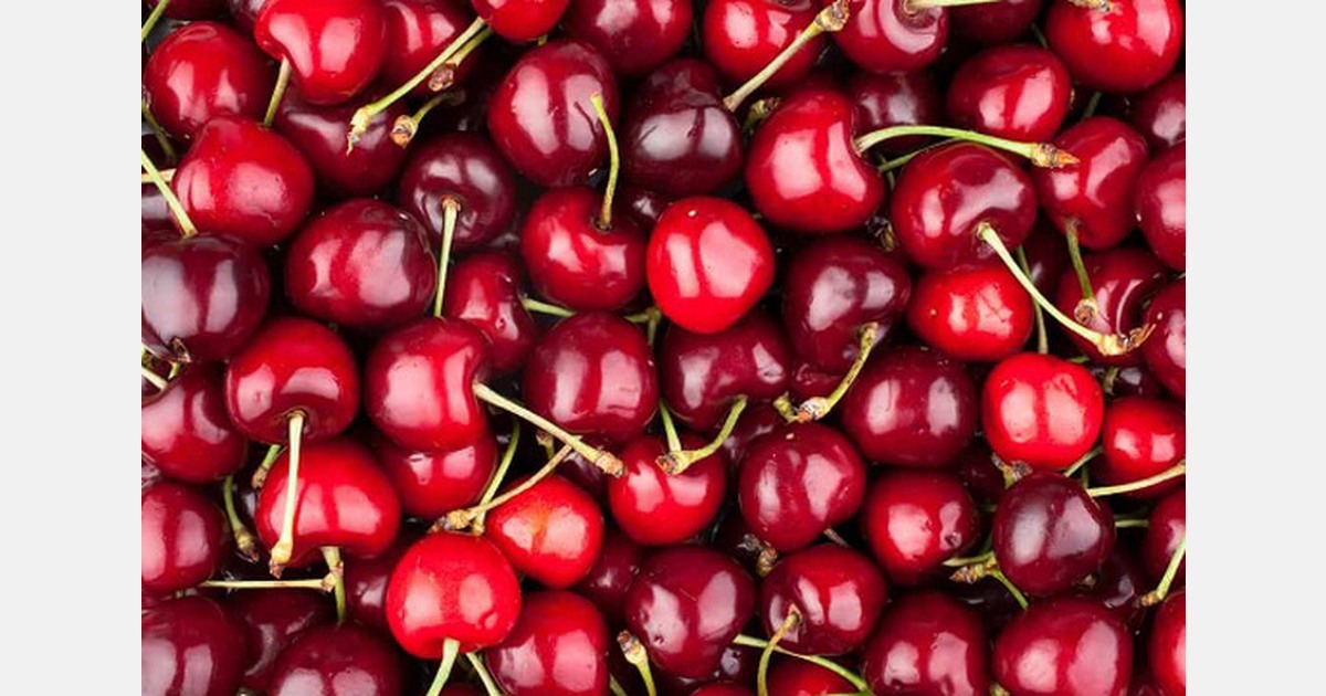 Unprecedented damage to Okanagan cherry crops due to temperature ...