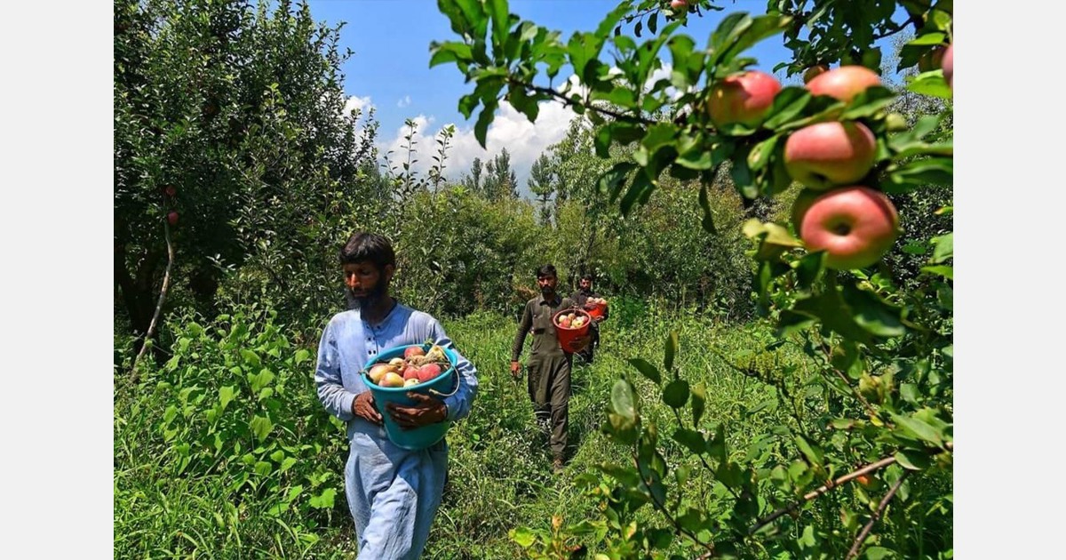 Jammu and Kashmir horticulture spans over 332,704 hectares