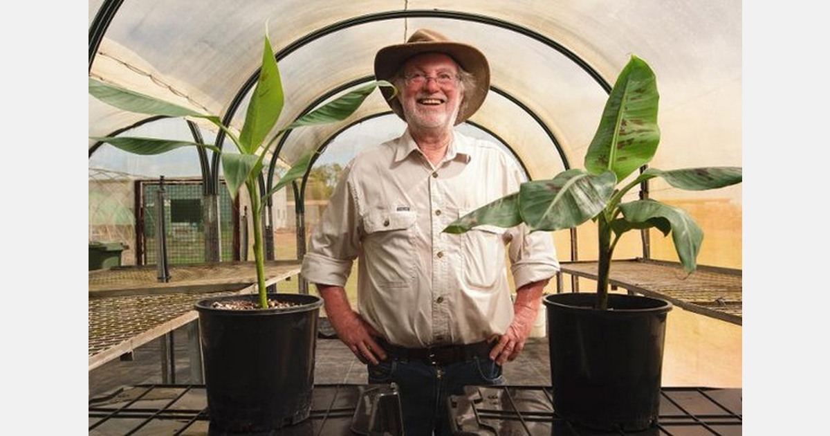 Australian government approves release of QUT-developed GM Cavendish QCAV-4