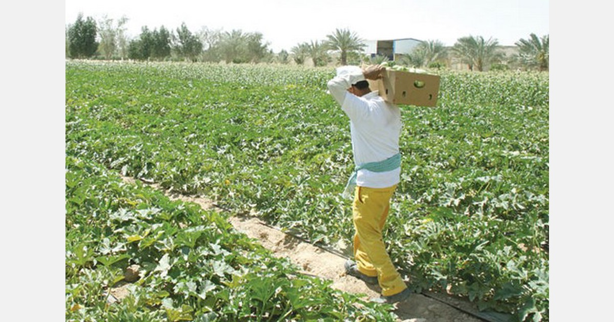 'There are too many export hurdles for Qatar's farms'