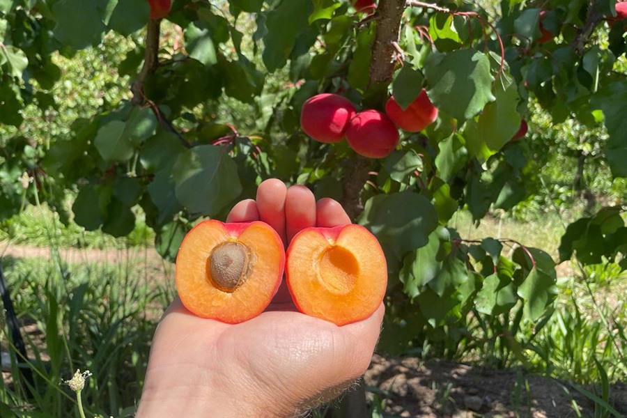 Demand for South African apricots “suddenly massive”