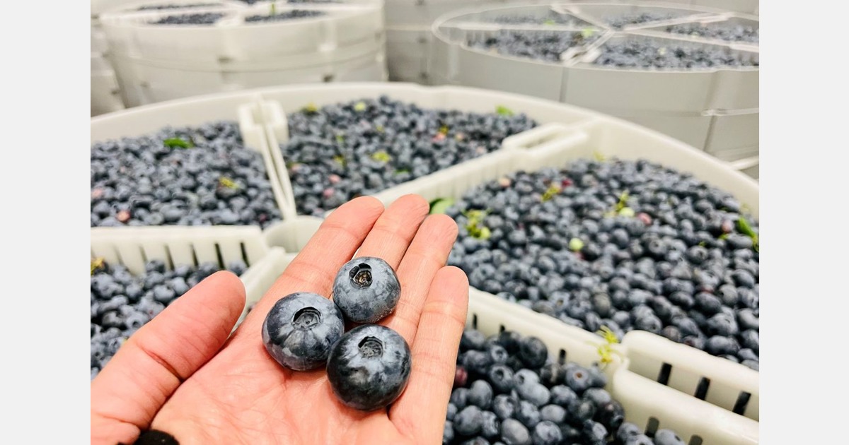 Extending the shelf-life of perishables while maintaining flavor and ...