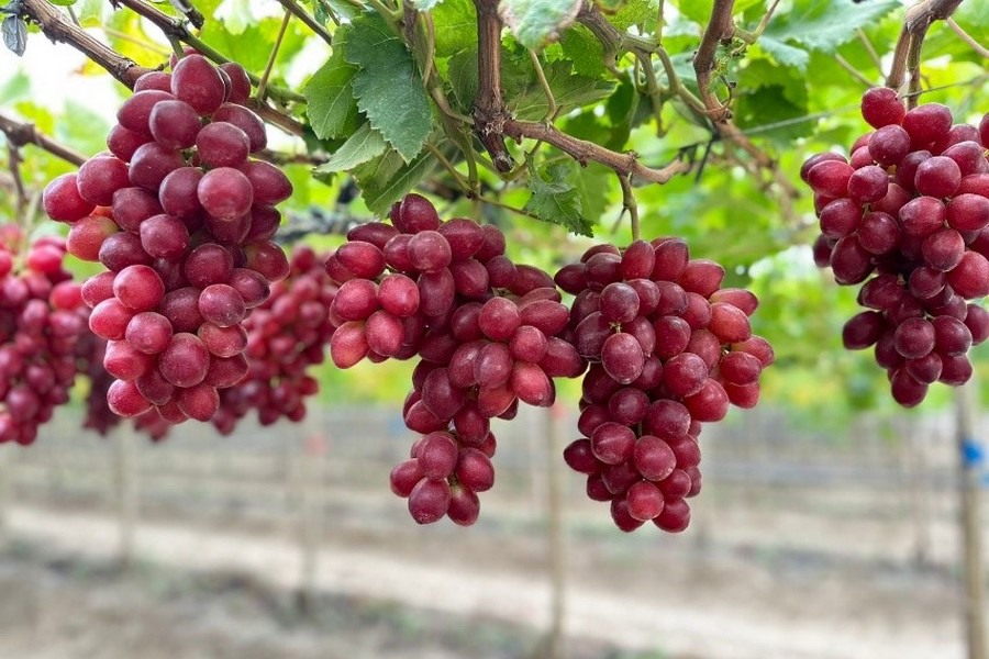 “Our ARRA™ Red Factor table grapes dazzled Berlin”